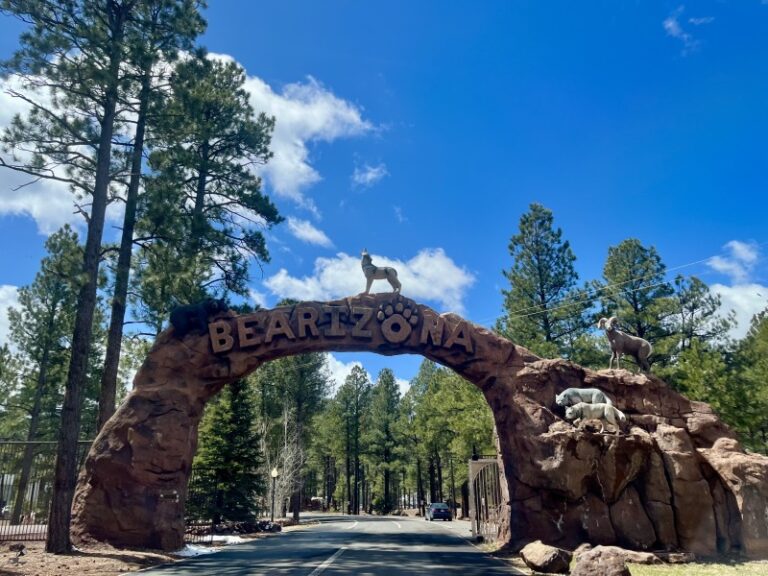 【体験記】ウォークスルーとドライブスルーを同時に楽しむ！クマが主役のBearizona/ベアリゾナ | ソチコチ